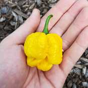 Holtzapple Hot Peppers | York, Pennsylvania