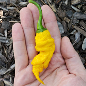 Holtzapple Hot Peppers | York, Pennsylvania